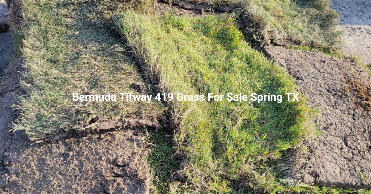 Bermuda Grass for Sale Spring, TX - Tifway 419 Available Now